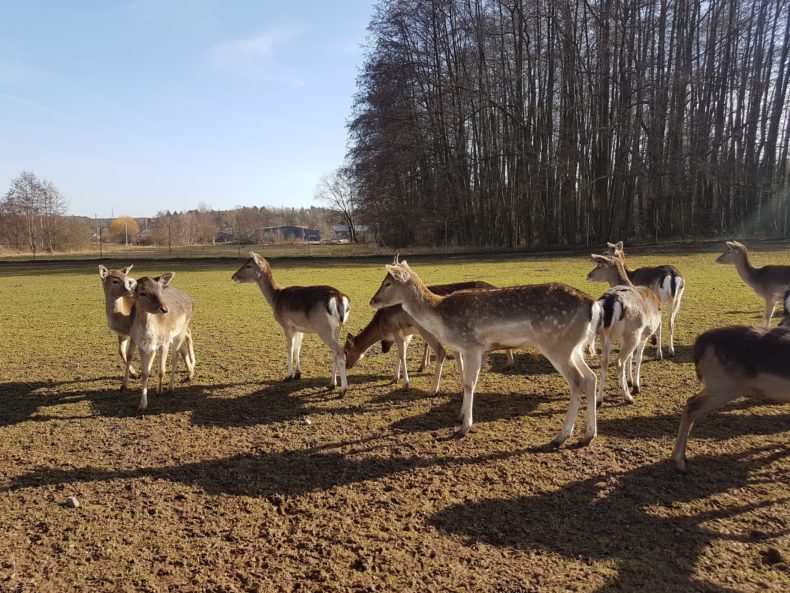 Die schönsten Wildgehege in der Region Franken - Kinderorte Franken