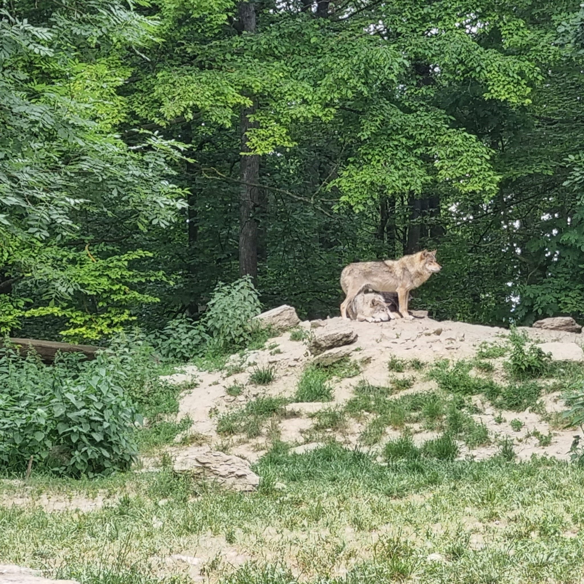 Wolfsfütterung im Wildpark Bad Mergentheim - Kinderorte Franken
